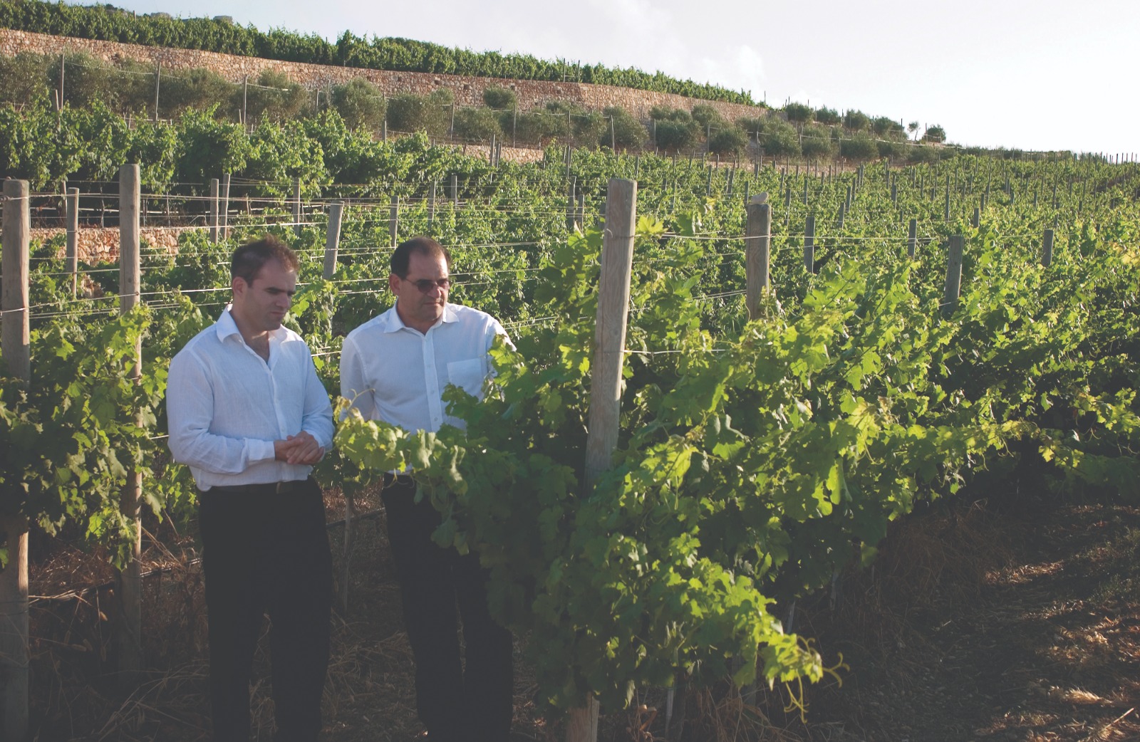 A legacy in wine: Marsovin & the significant role it has played in ...